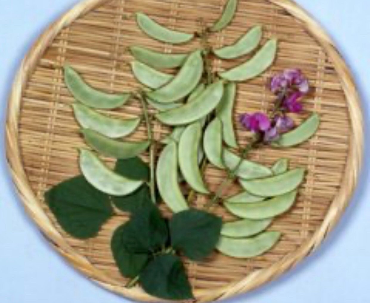 10+ Akahana Fujimame Bean Seeds - Etsy
