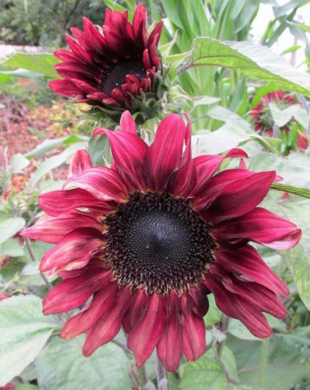 Red Wave Sunflower Seeds (15 Seeds) - Etsy