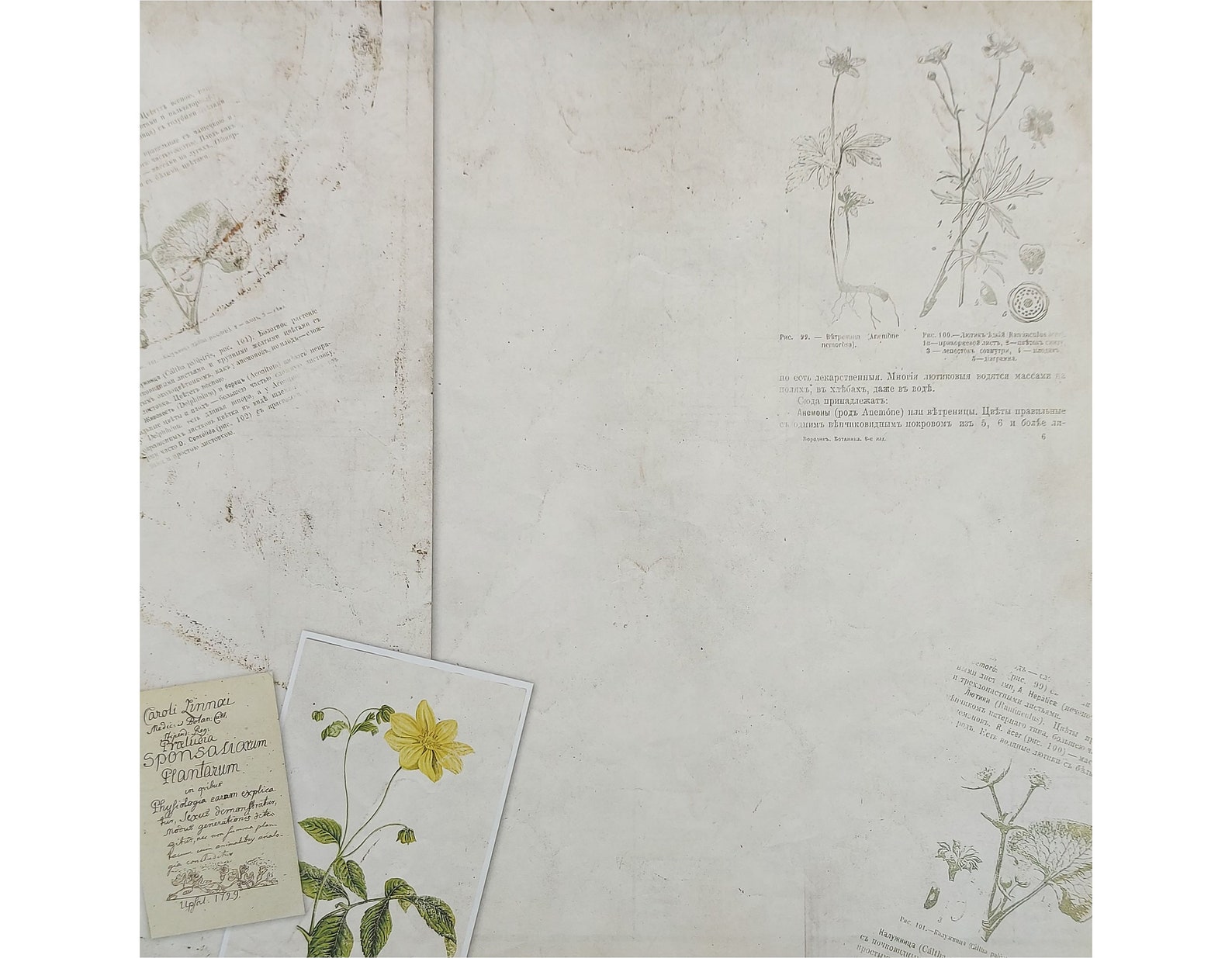 Botany Summer Scrapbook Paper Pad 12x12, Floral & Herb Prints - Etsy