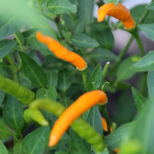 Thai Dragon Pepper Seeds - Etsy