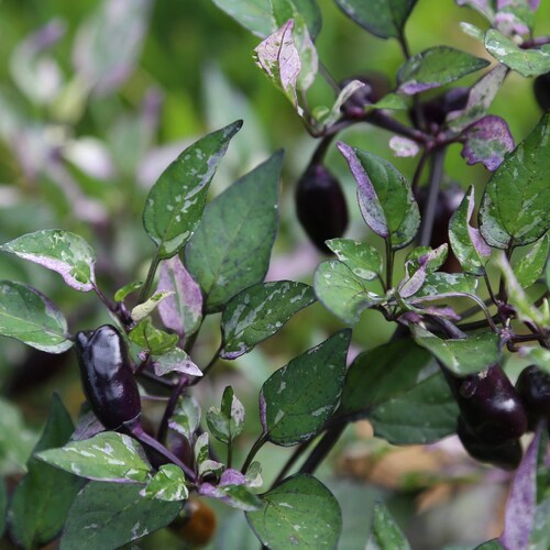 Jigsaw Pepper 10 Seeds - Etsy