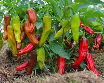 Aleppo Chile Hot Pepper Premium Seed Packet More - Etsy