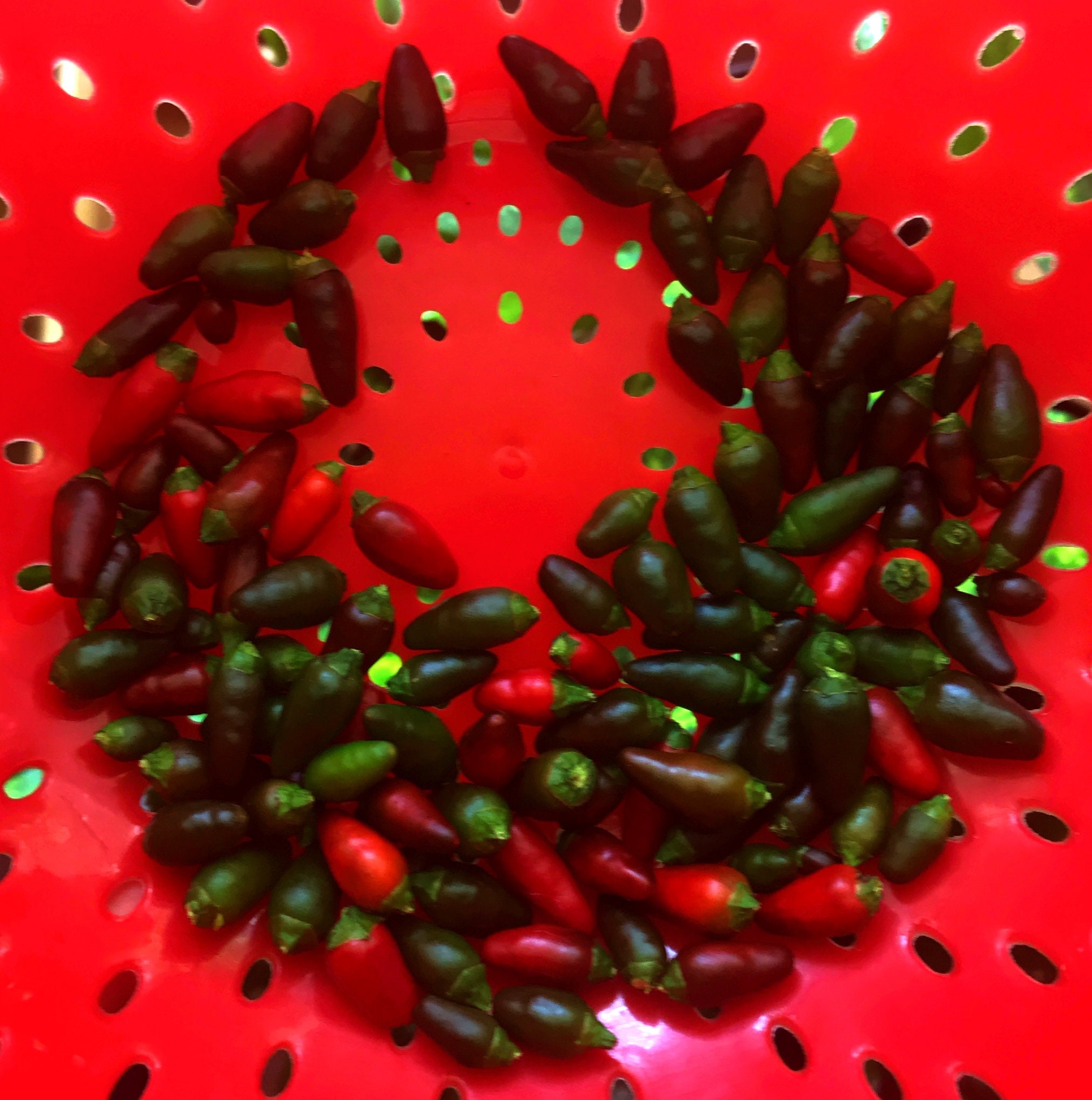 Small Thai Pepper 20 Seeds | Etsy