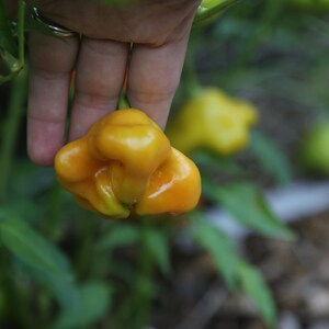 Bishop Crown Pepper Seeds, 10+ - Etsy