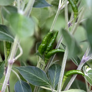 Black Cobra Pepper Seeds, 20+ - Etsy