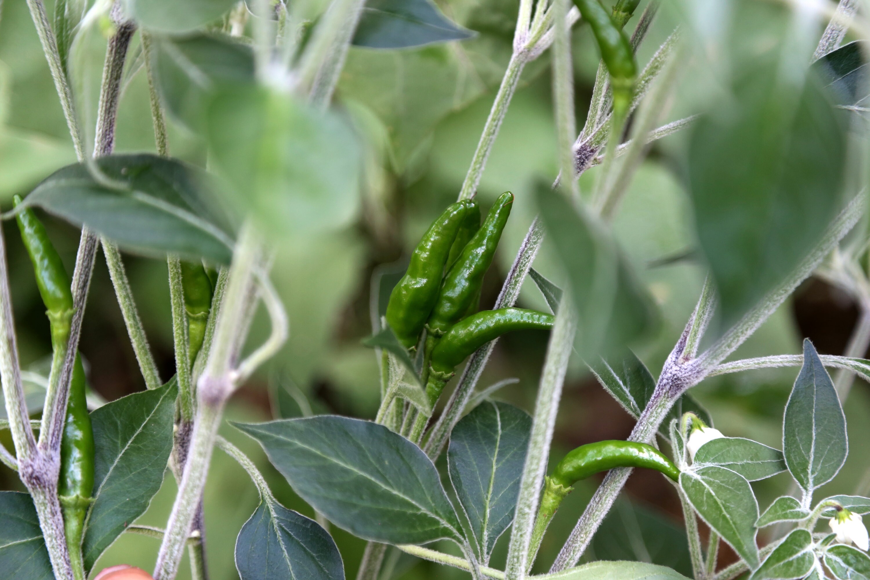 Black Cobra Pepper Seeds, 20+ - Etsy