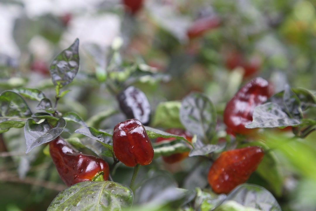 Puma Pepper, 10+ Pepper Seeds - Etsy