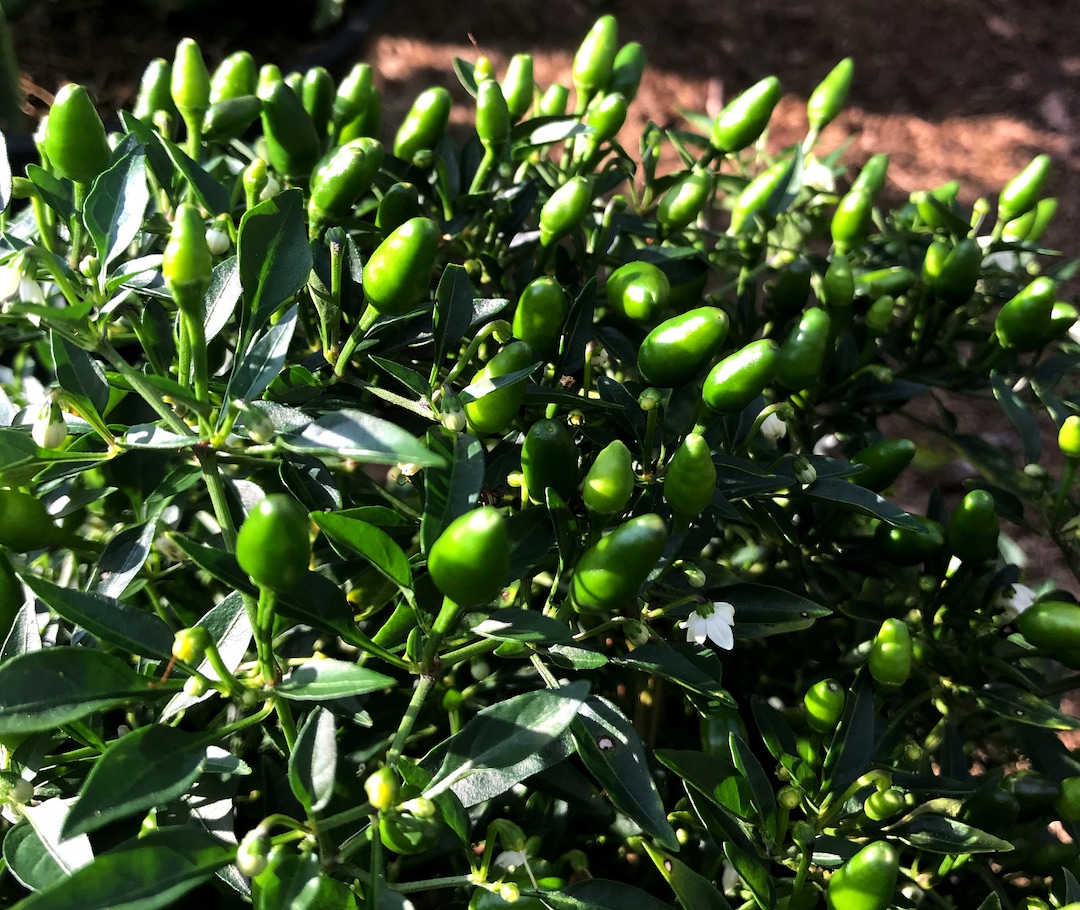 Small Thai Pepper, 20+ Seeds - Etsy