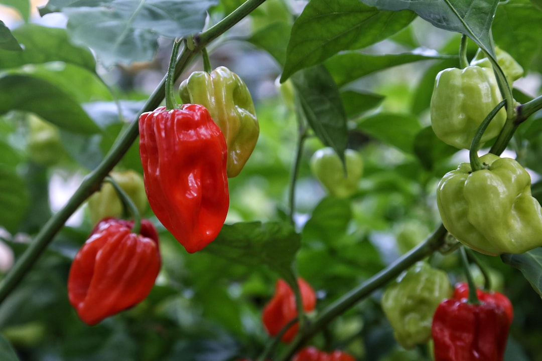 Aji Chombo Pepper Seeds, 10+ - Etsy