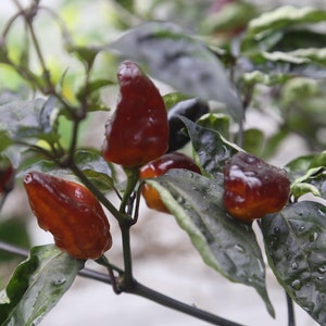 Puma Pepper, 10+ Pepper Seeds - Etsy