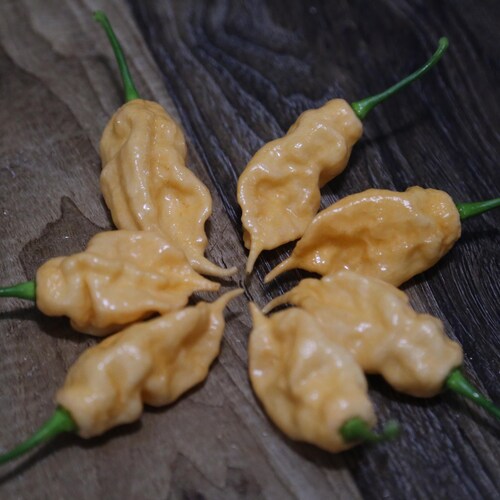 Jigsaw Pepper 10 Seeds - Etsy