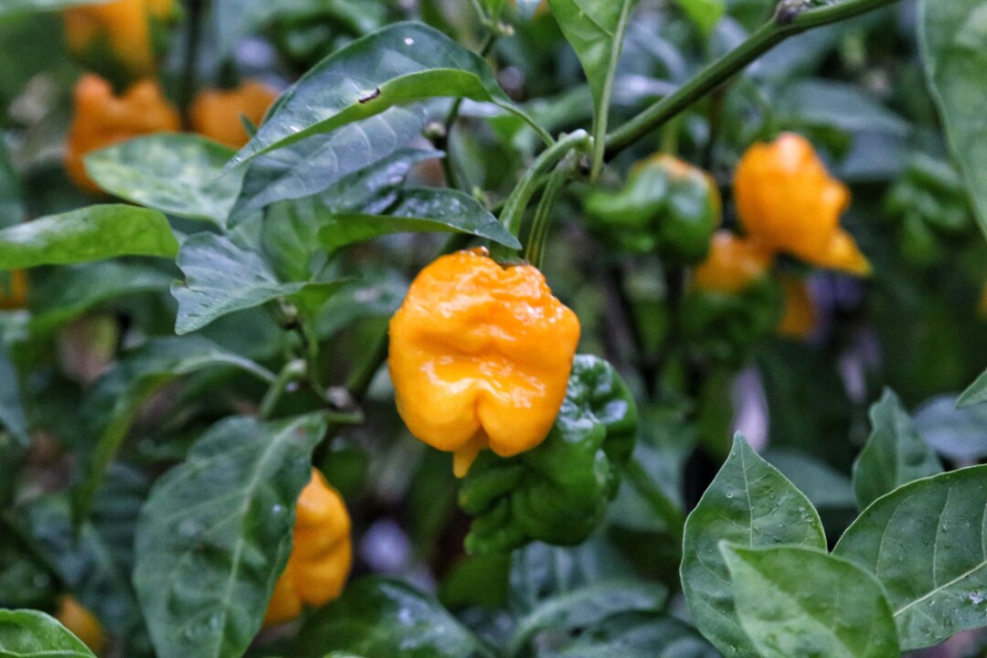 7pot Yellow Pepper Seeds, 10+ - Etsy
