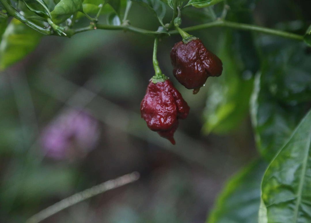 Chocolate Reaper Pepper Seeds, 10+ - Etsy
