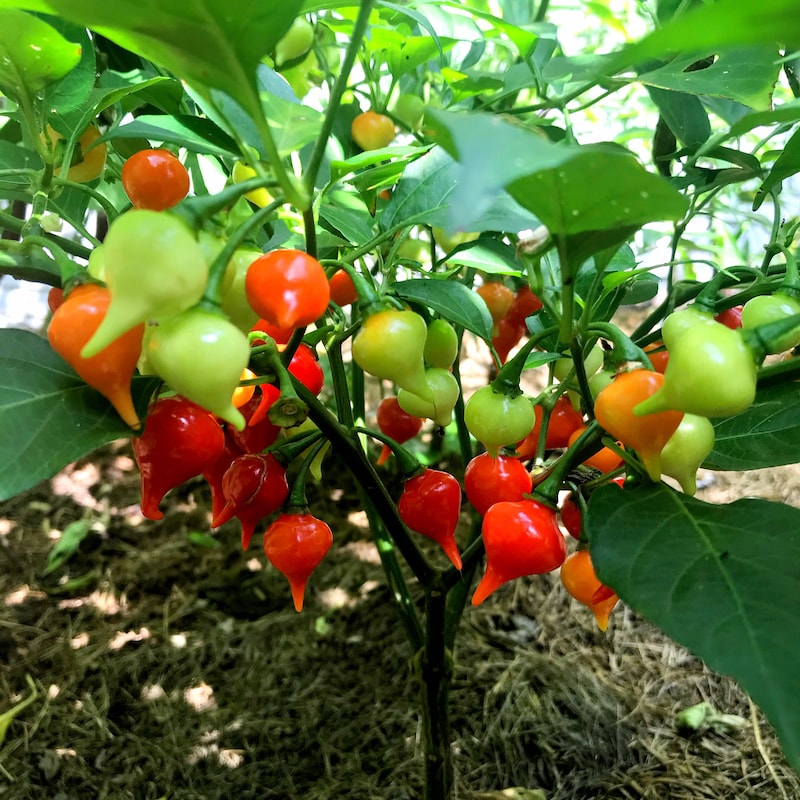 Hot Pepper Seeds - Etsy