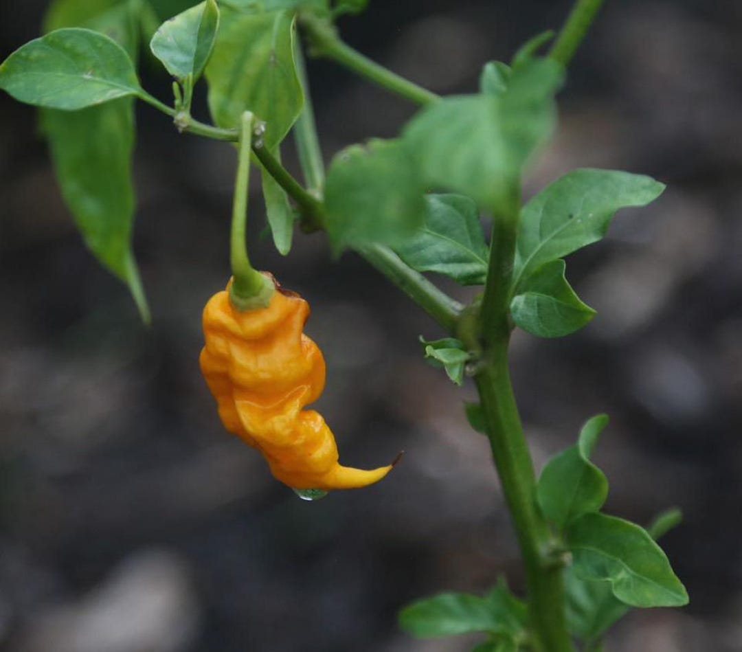 T-rex Yellow, 10+ Seeds - Etsy