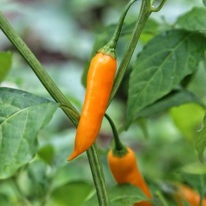 Aji Chinchi Amarillo Pepper Seeds, 10+ - Etsy