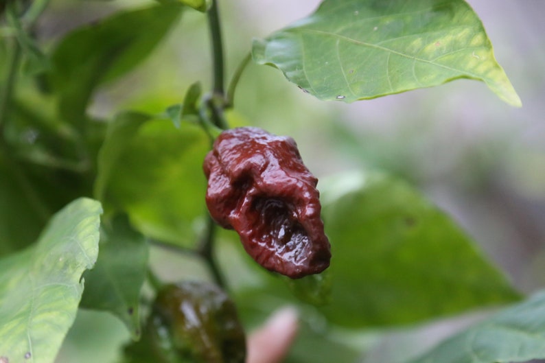 Chocolate Ghost Pepper Seeds, 10+ - Etsy