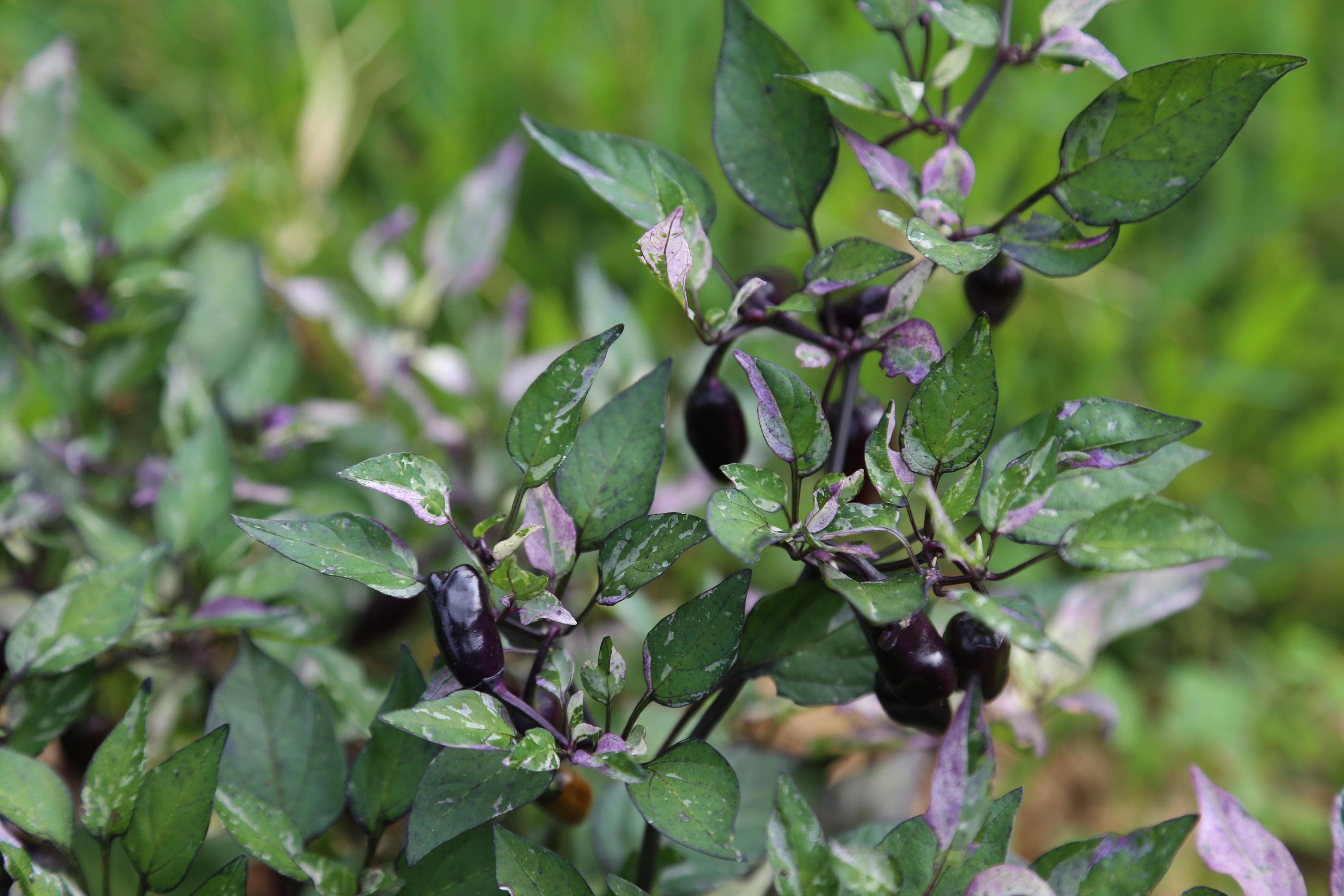 Jigsaw Pepper, 10+ Seeds - Etsy
