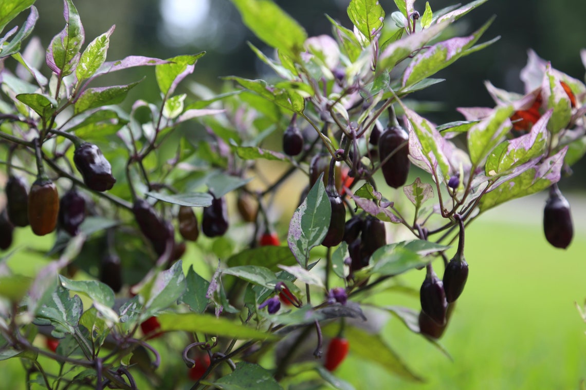 Jigsaw Pepper 10 Seeds - Etsy