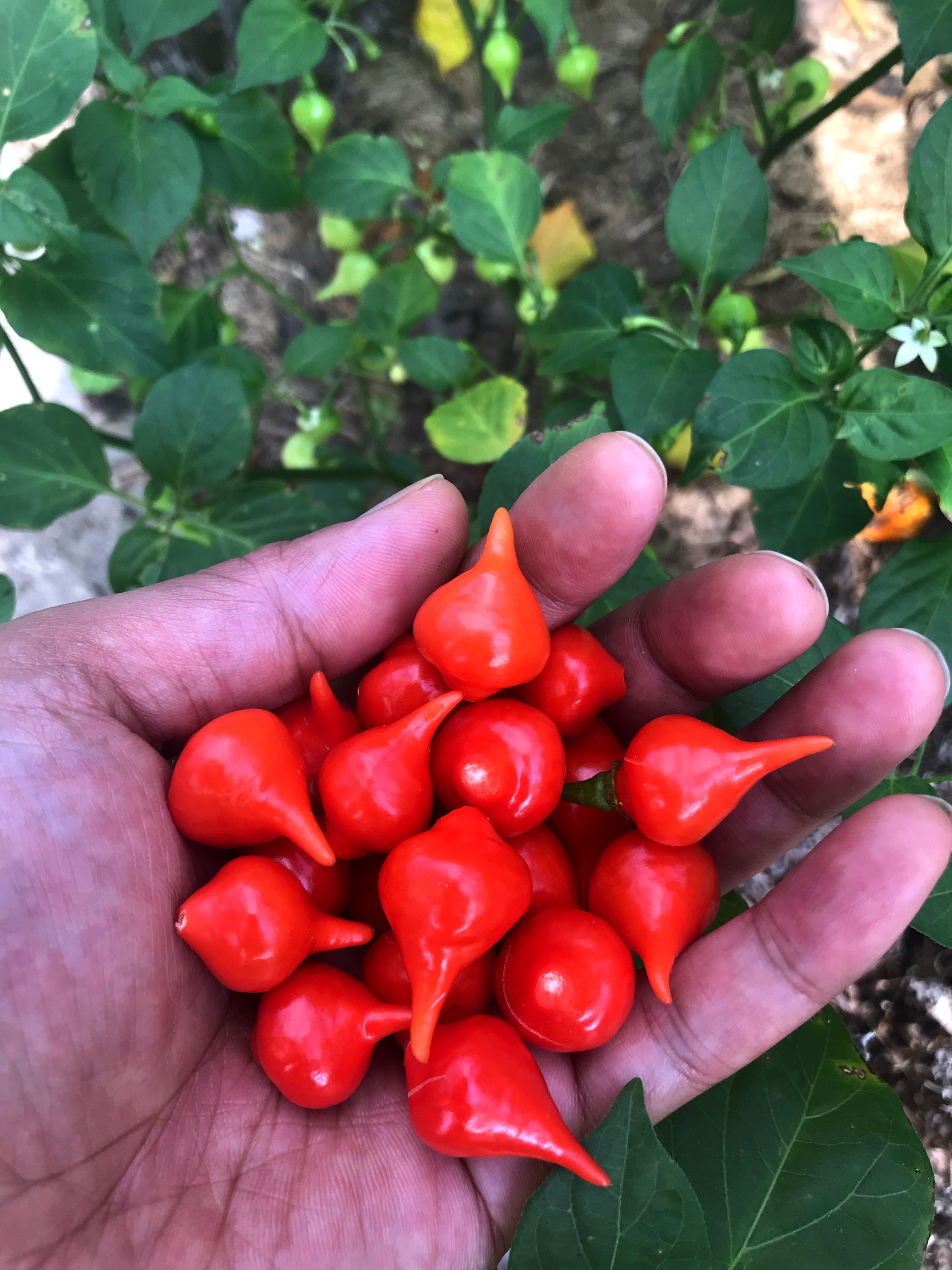 Hot Red Biquinho Pepper, 20+ Seeds - Etsy