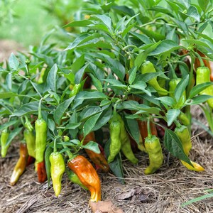 Pepperoncini Pepper, 10+ Seeds - Etsy