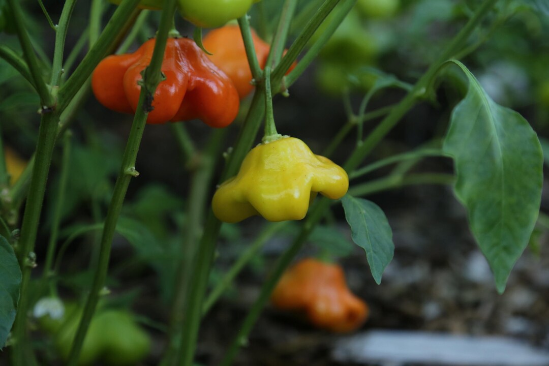 Bishop Crown Pepper Seeds, 10+ - Etsy