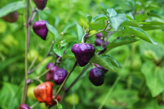 Purple UFO Pepper 10 Seeds - Etsy
