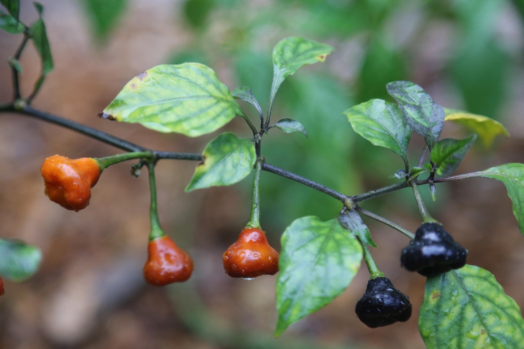 Fidalgo Roxa Pepper Seeds, 10+ - Etsy