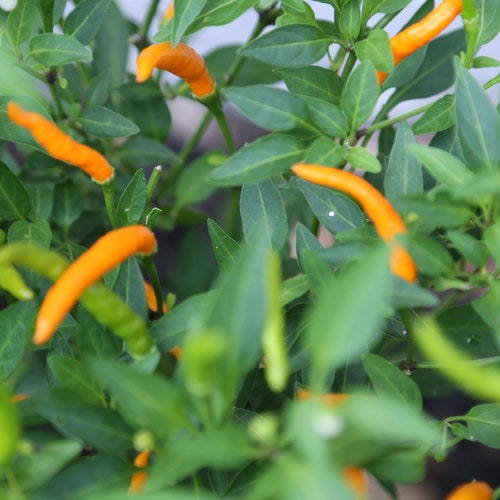 Jigsaw Pepper 10 Seeds - Etsy