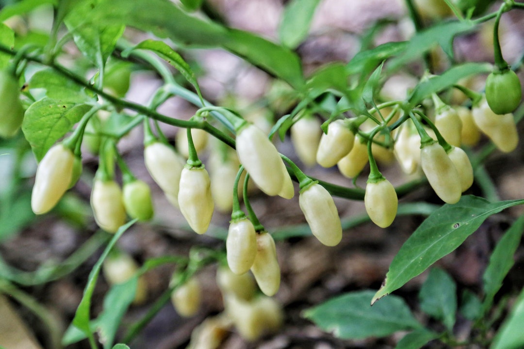 Peruvian White Habanero Pepper, 10+ Seeds - Etsy