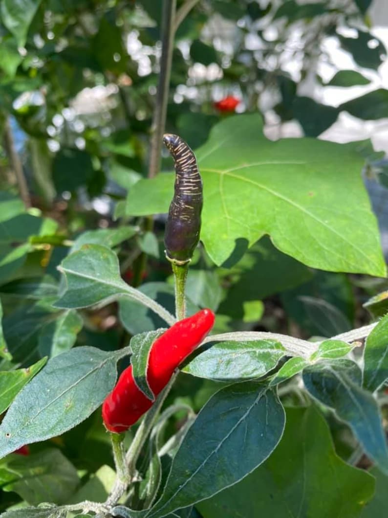 Black Cobra Pepper Seeds 20 | Etsy