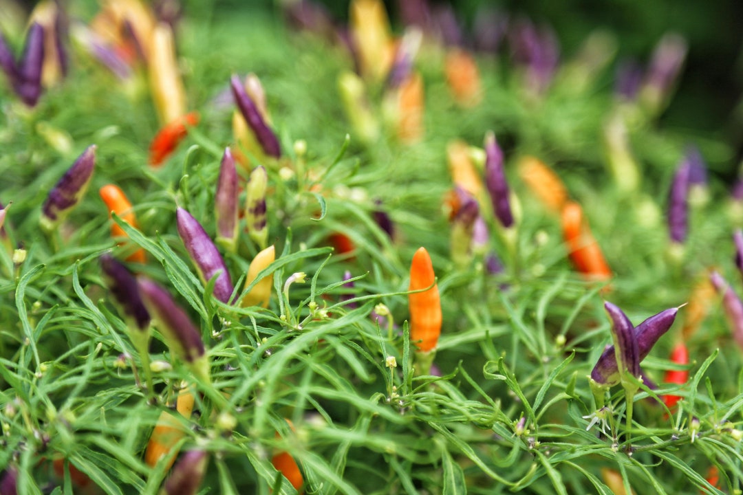 Multicolor Mutant Pepper, 10+ Seeds - Etsy