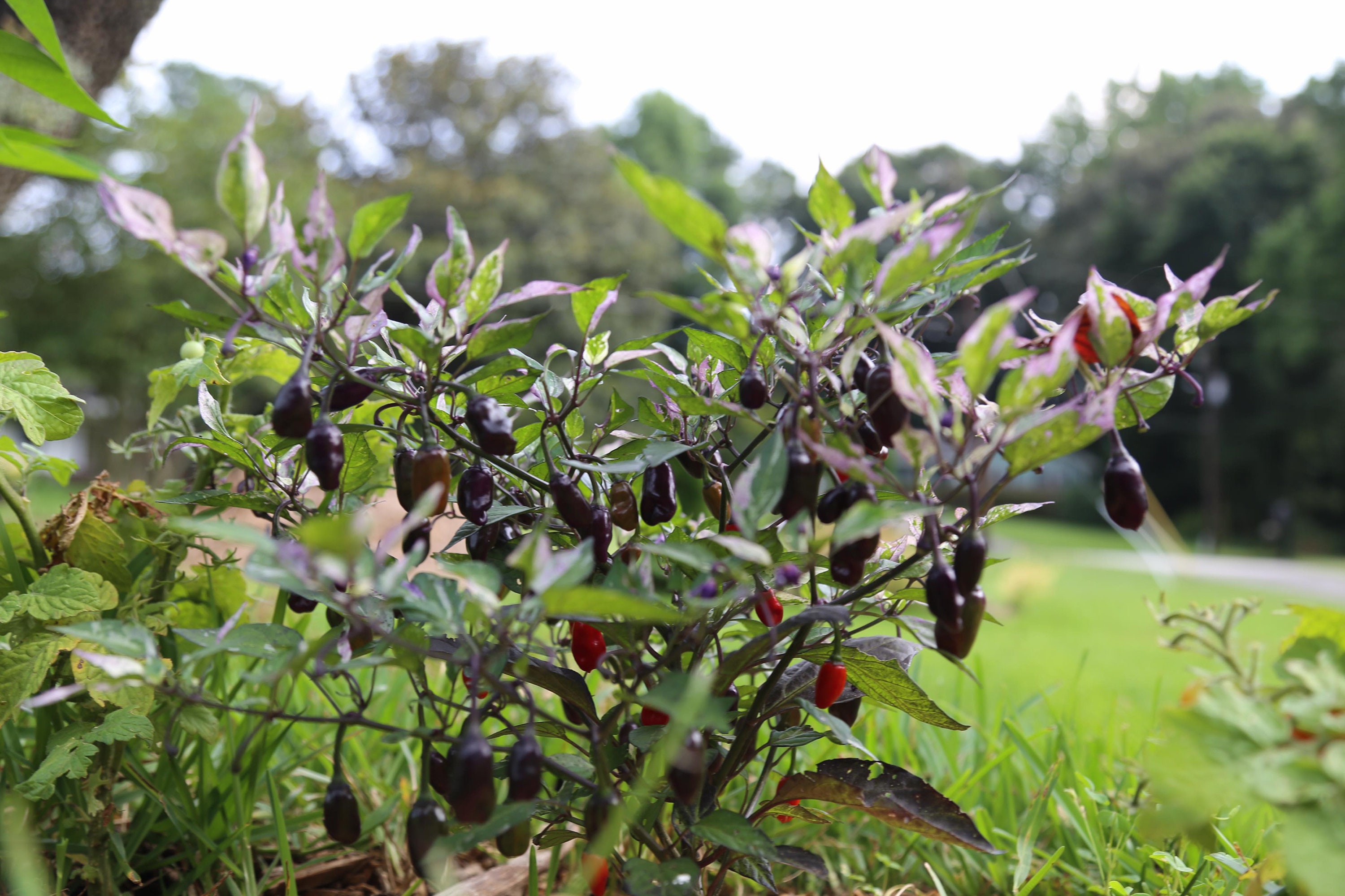 Jigsaw Pepper 10 Seeds - Etsy