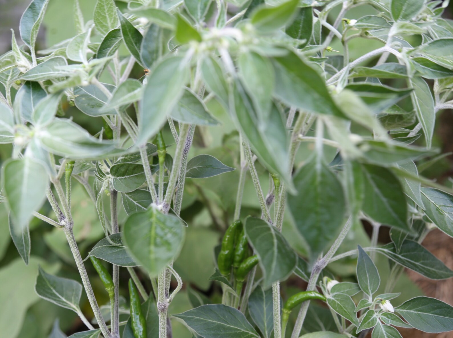 Black Cobra Pepper Seeds 20 - Etsy