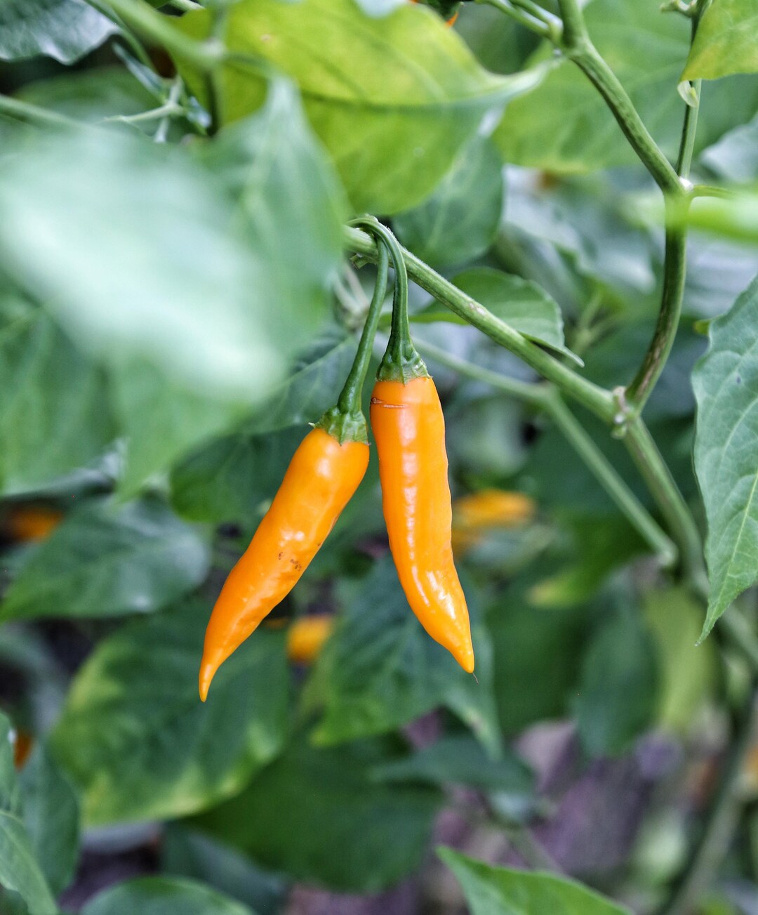 Aji Chinchi Amarillo Pepper Seeds, 10+ - Etsy