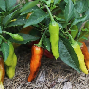 Pepperoncini Pepper, 10+ Seeds - Etsy