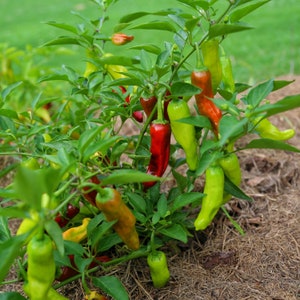 Pepperoncini Pepper, 10+ Seeds - Etsy