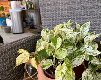 Snow Queen Plant | Etsy