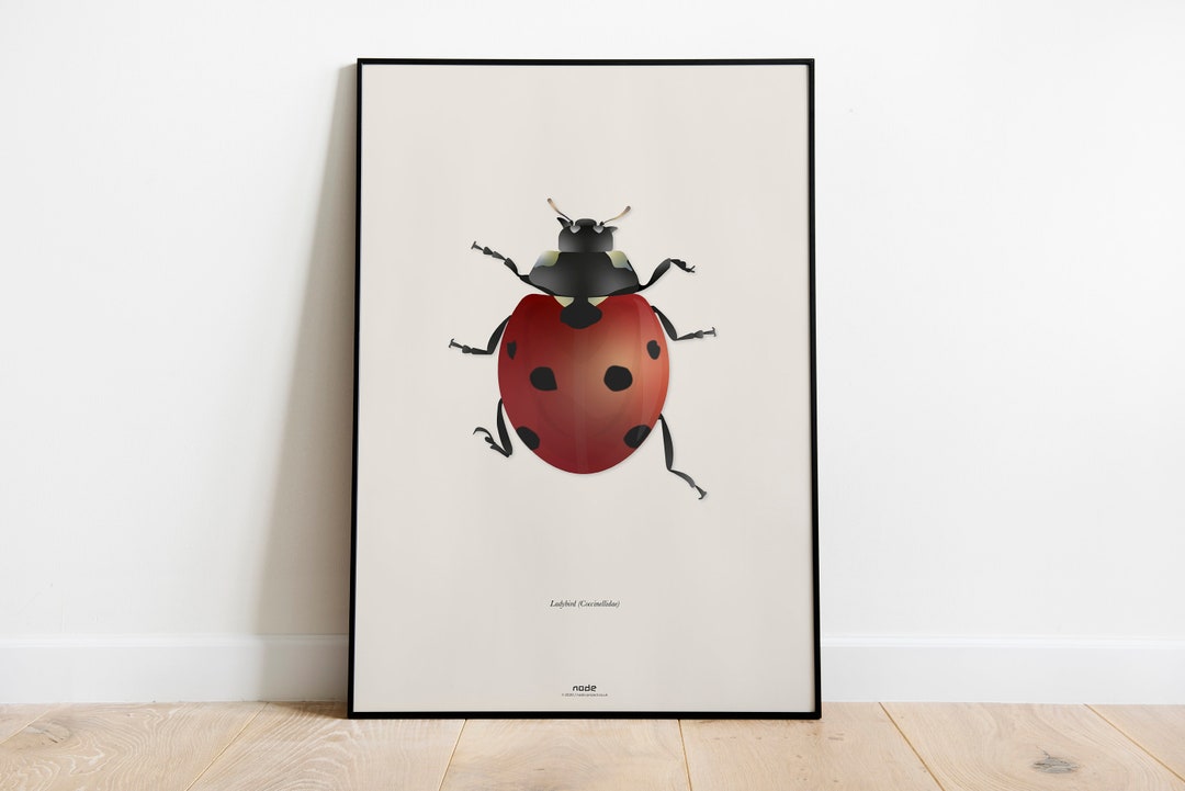 Ladybird Illustration – Insect Drawing – Graphic Print Poster – Nature ...
