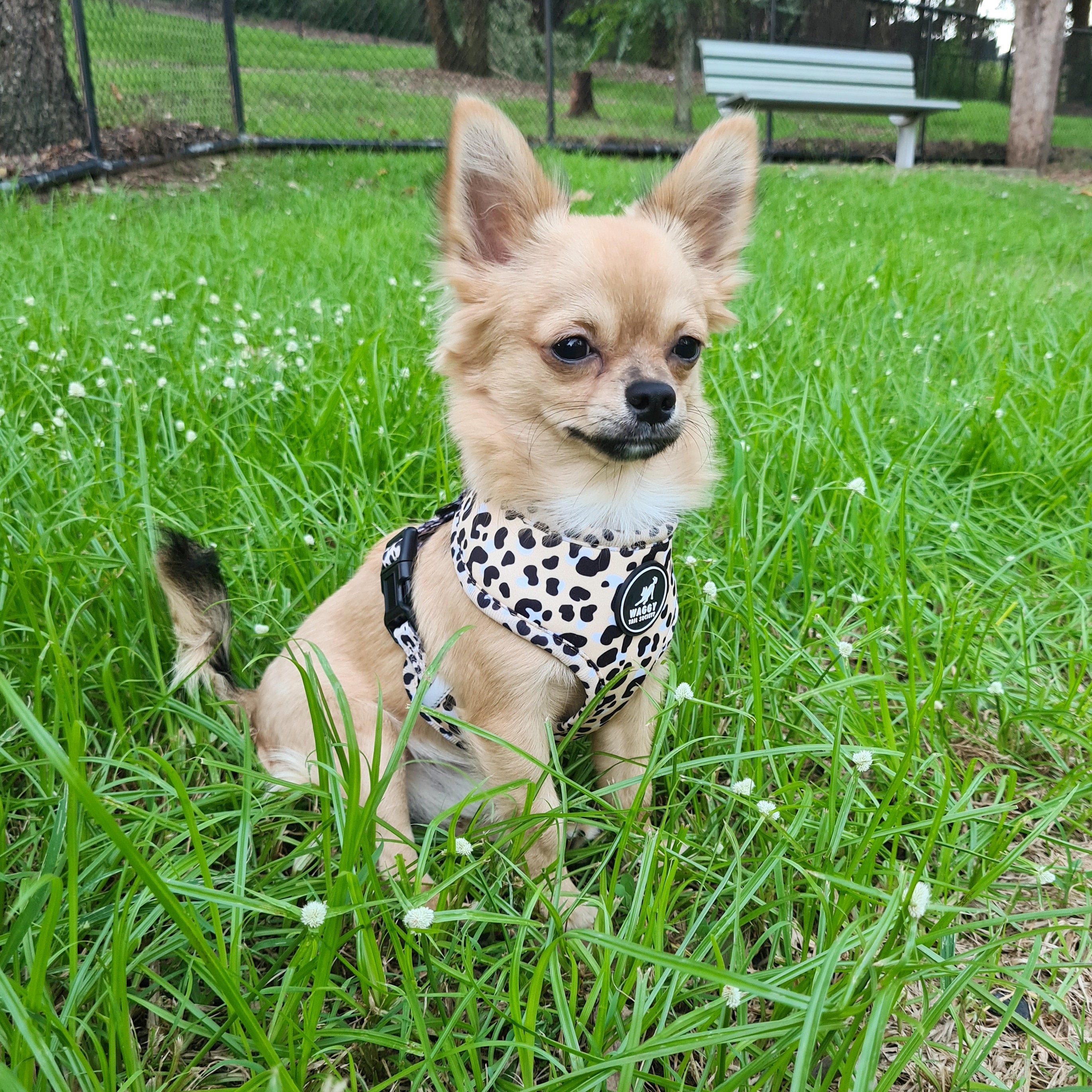 Wild Thing Dog Harness & Accessories - Etsy UK