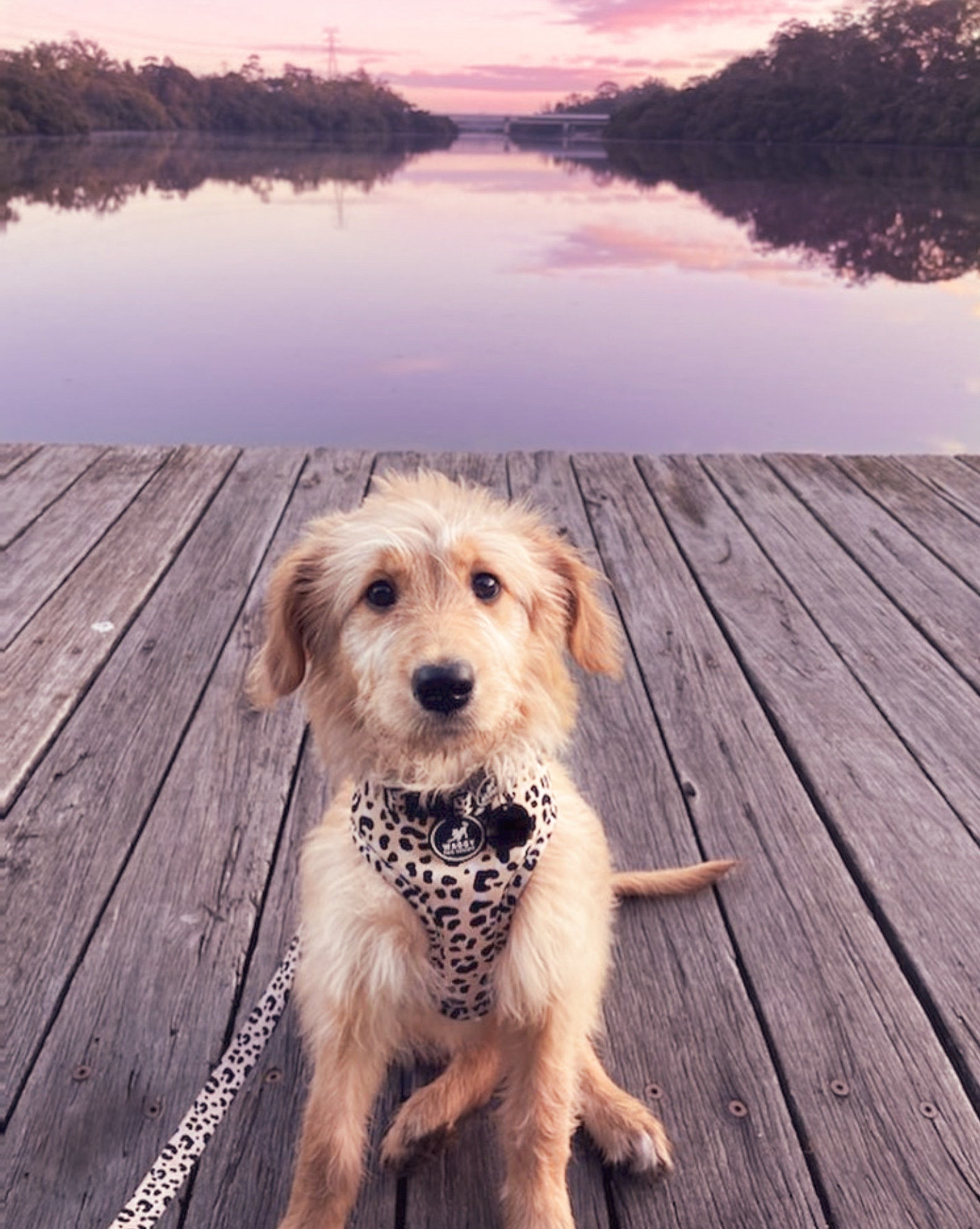 Wild Thing Dog Harness & Accessories - Etsy Australia