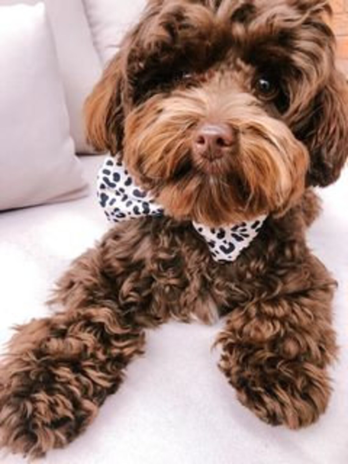 Wild Thing Dog Harness & Accessories - Etsy Australia