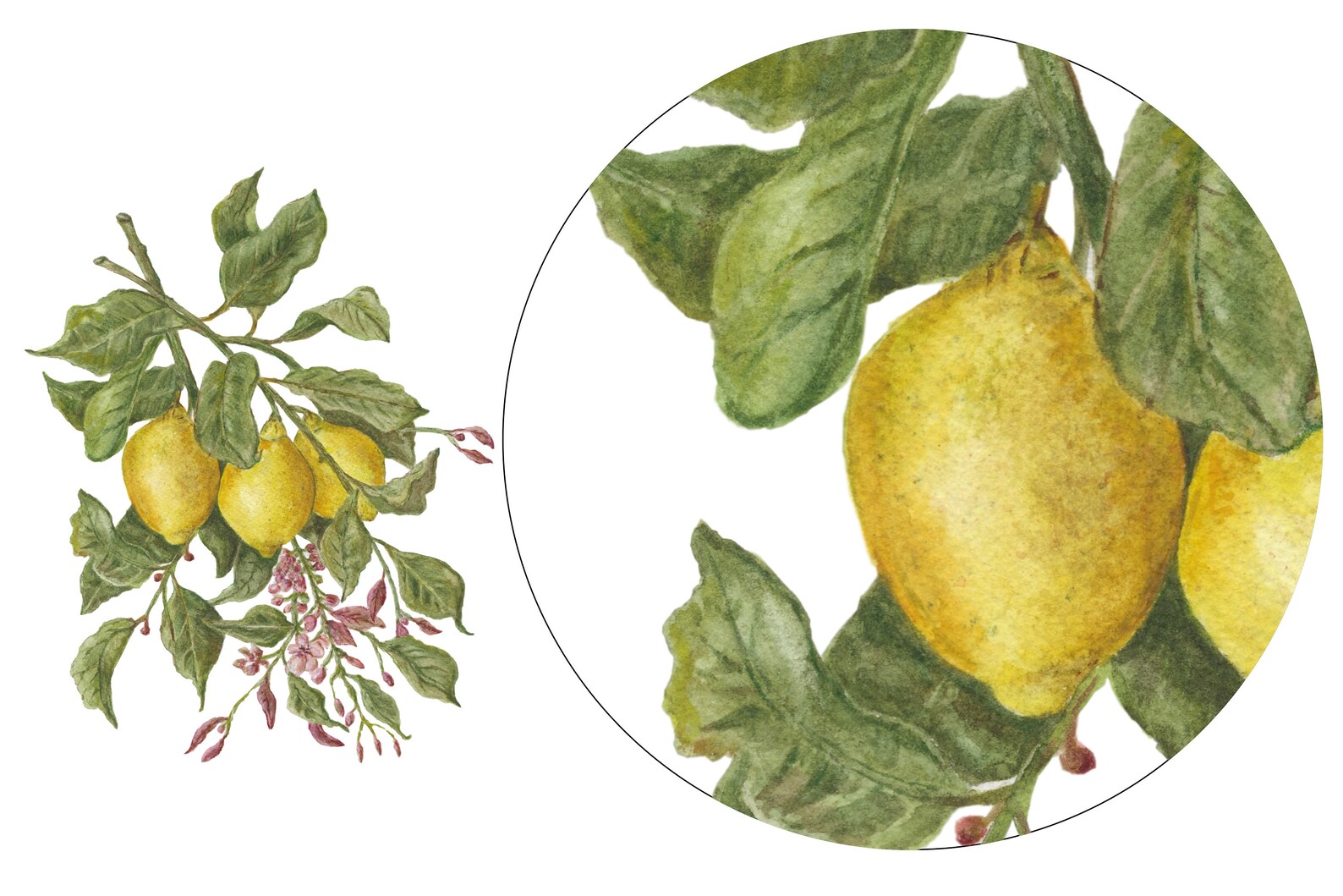 Lemon Tree Watercolor Print Botanical Fruit Wall Art Citrus - Etsy