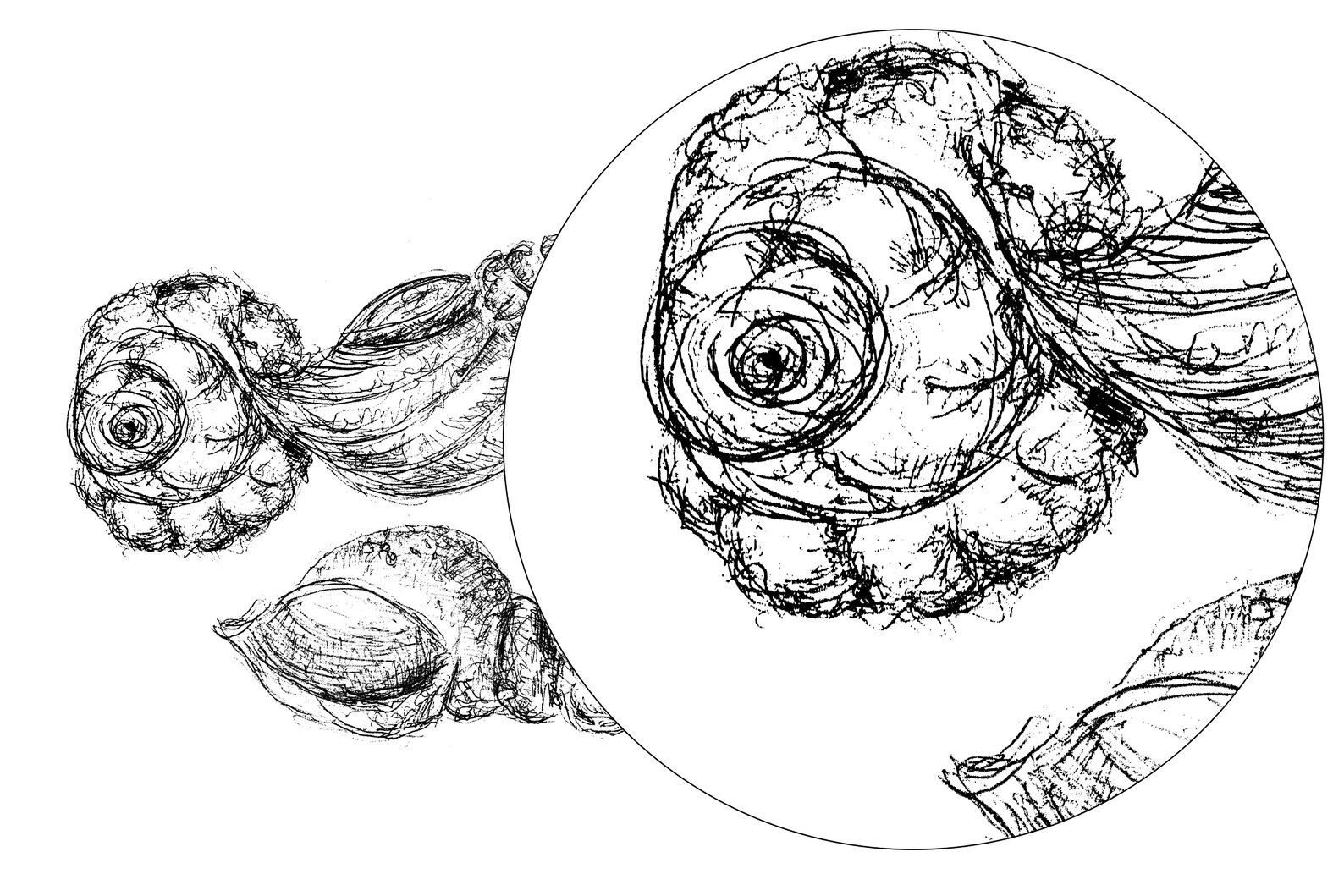 Seashell Pen Drawing Print Coastal Art Work Botanical - Etsy