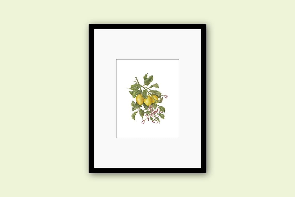 Lemon Tree Watercolor Print Botanical Fruit Wall Art Citrus - Etsy