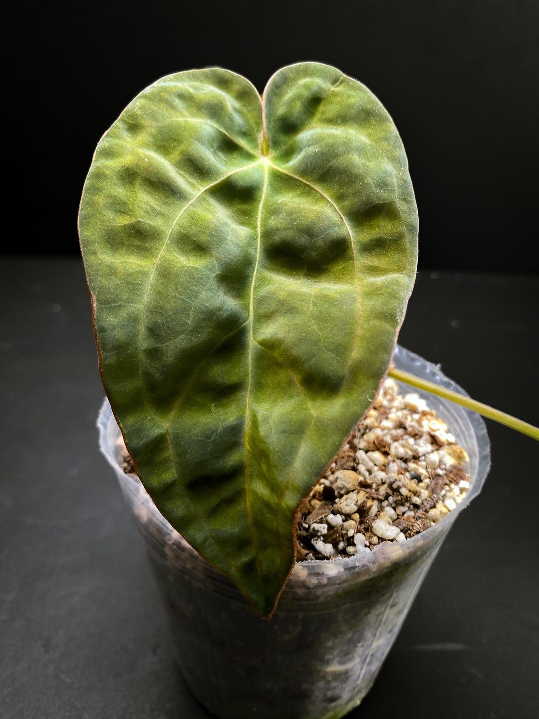 Anthurium Dressleri X Red Vein Dark Phoenix 2 Leaves Multiple Nodes 1 ...