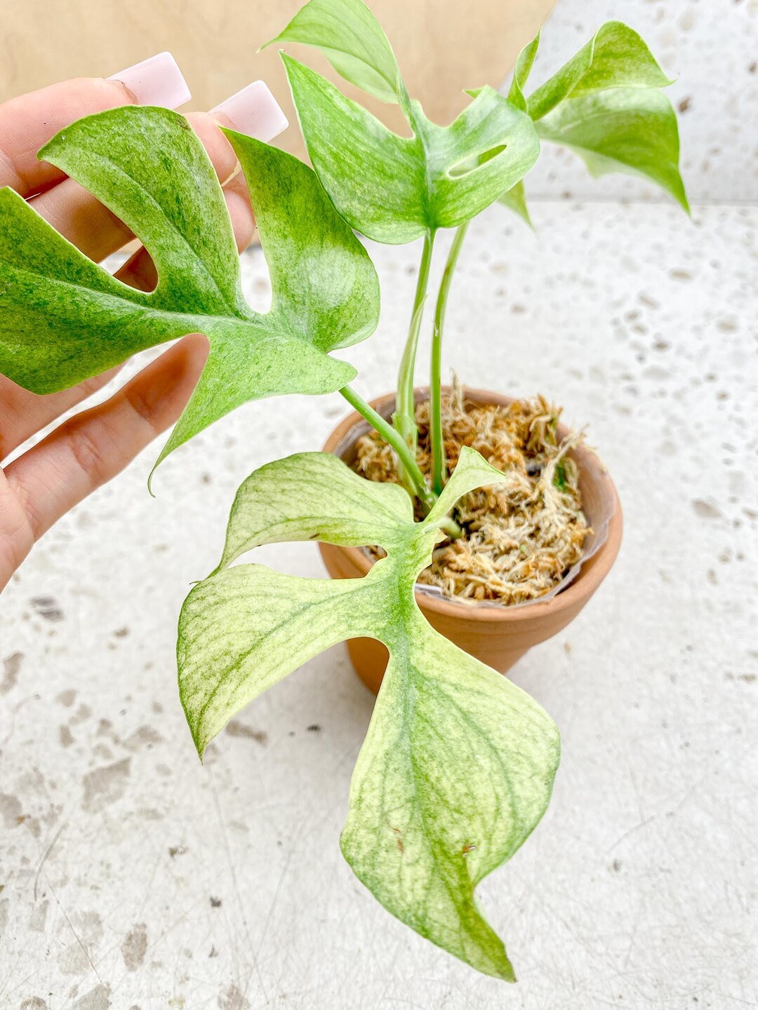 Rhaphidophora Tetrasperma Variegated White Monster 5 Leaves 4 Nodes Top ...