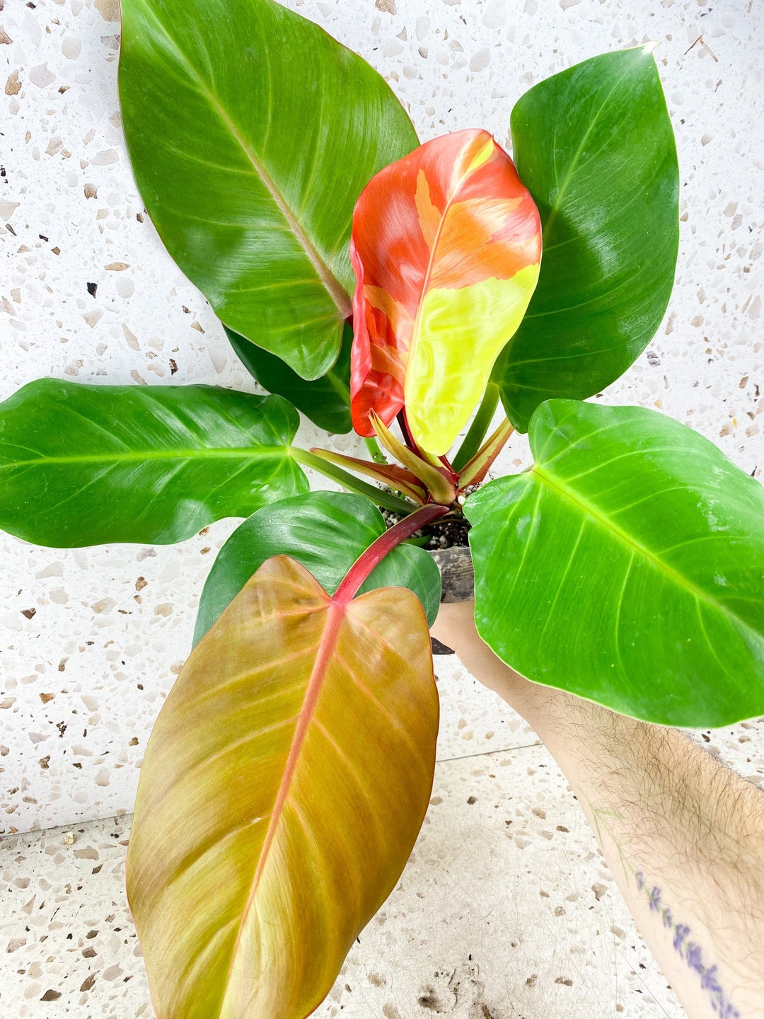 Philodendron Red Moon Multiple Leaves Top Cutting With Highly ...