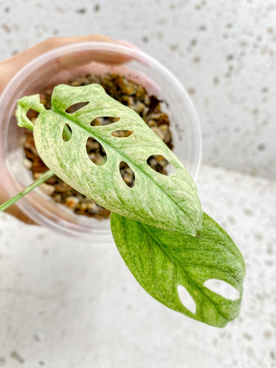 Monstera Acuminata Variegated Mint Multiple Options FREE SHIPPING - Etsy