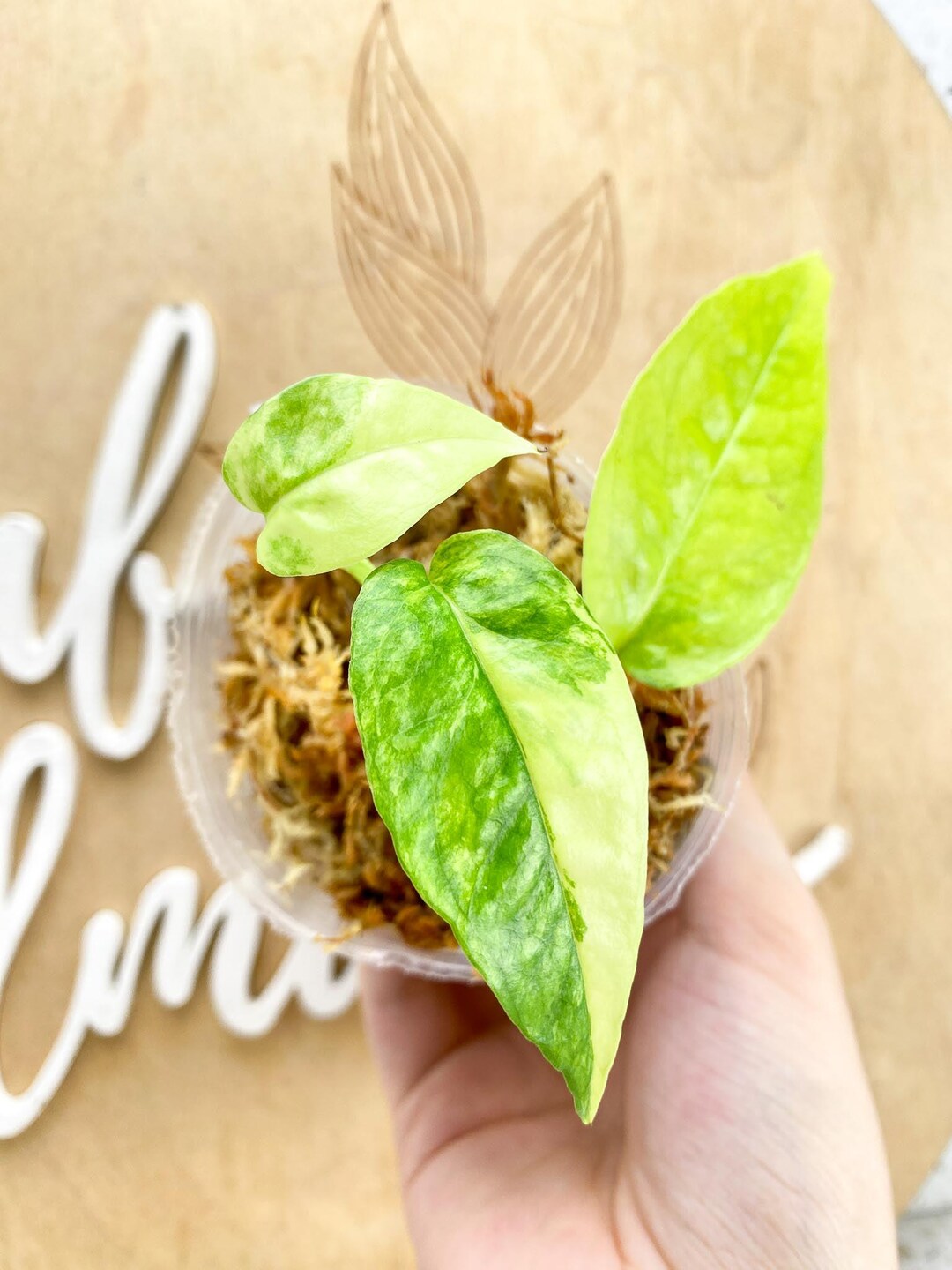 Epipremnum Cebu Blue Variegated 3 Leaf Top Cutting Highly Variegated ...